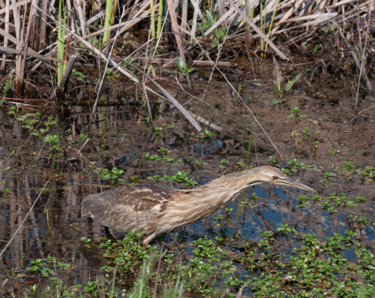 Labagh-Hernandez Woods – North Branch Restoration Project