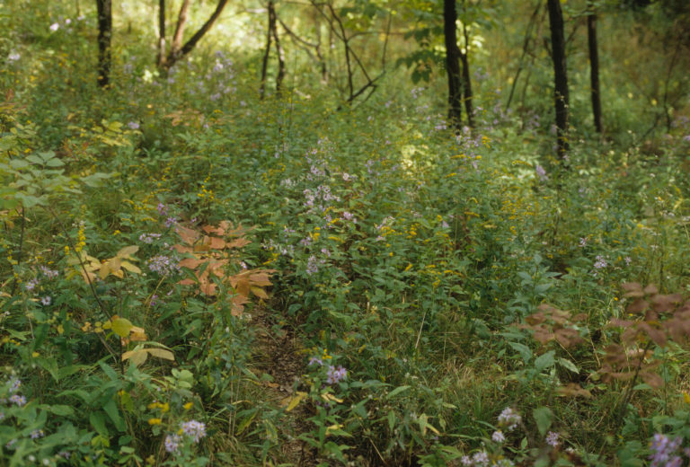Labagh-Hernandez Woods – North Branch Restoration Project